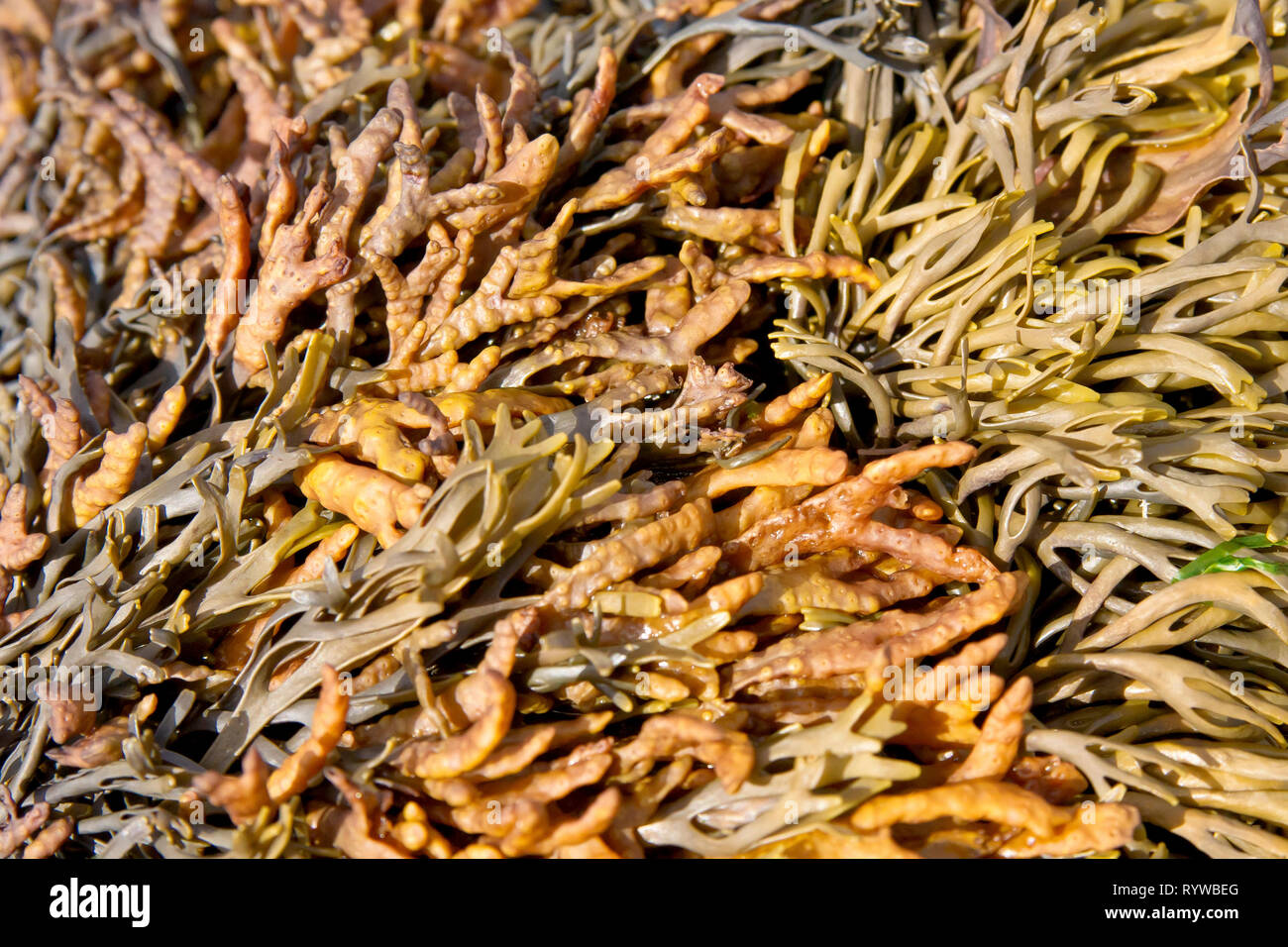 Channeled wrack seaweed hi-res stock photography and images - Alamy