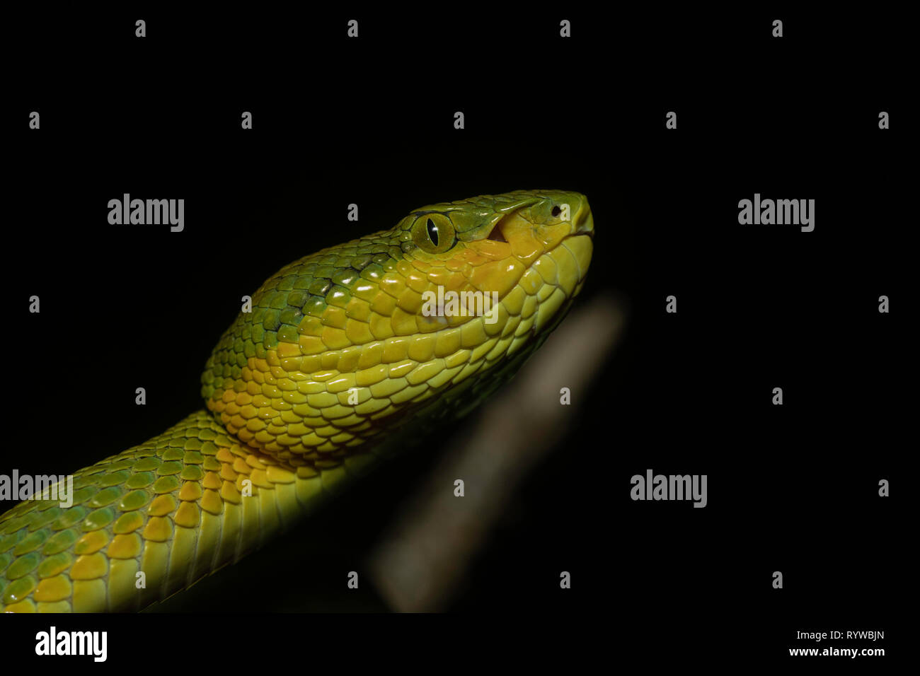 Bamboo pit viper snake hi-res stock photography and images - Alamy