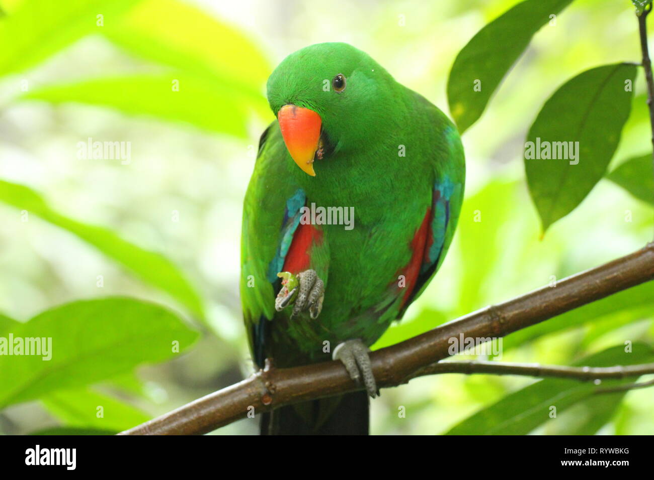 Solomon islands bird hi-res stock photography and images - Alamy