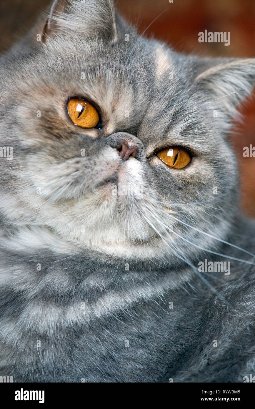 Portrait of an Exotic cat Stock Photo - Alamy