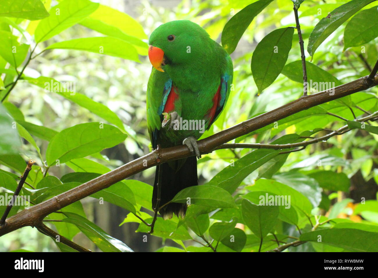 I capture this picture at Singapore, this is The Eclectus parrot is a ...