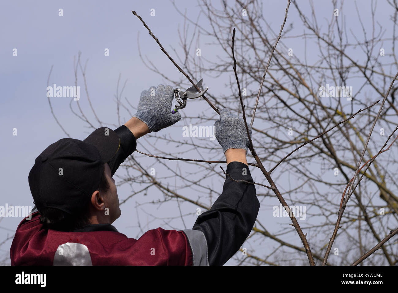 Trimming the tree with a cutter. Spring pruning of fruit trees Stock ...