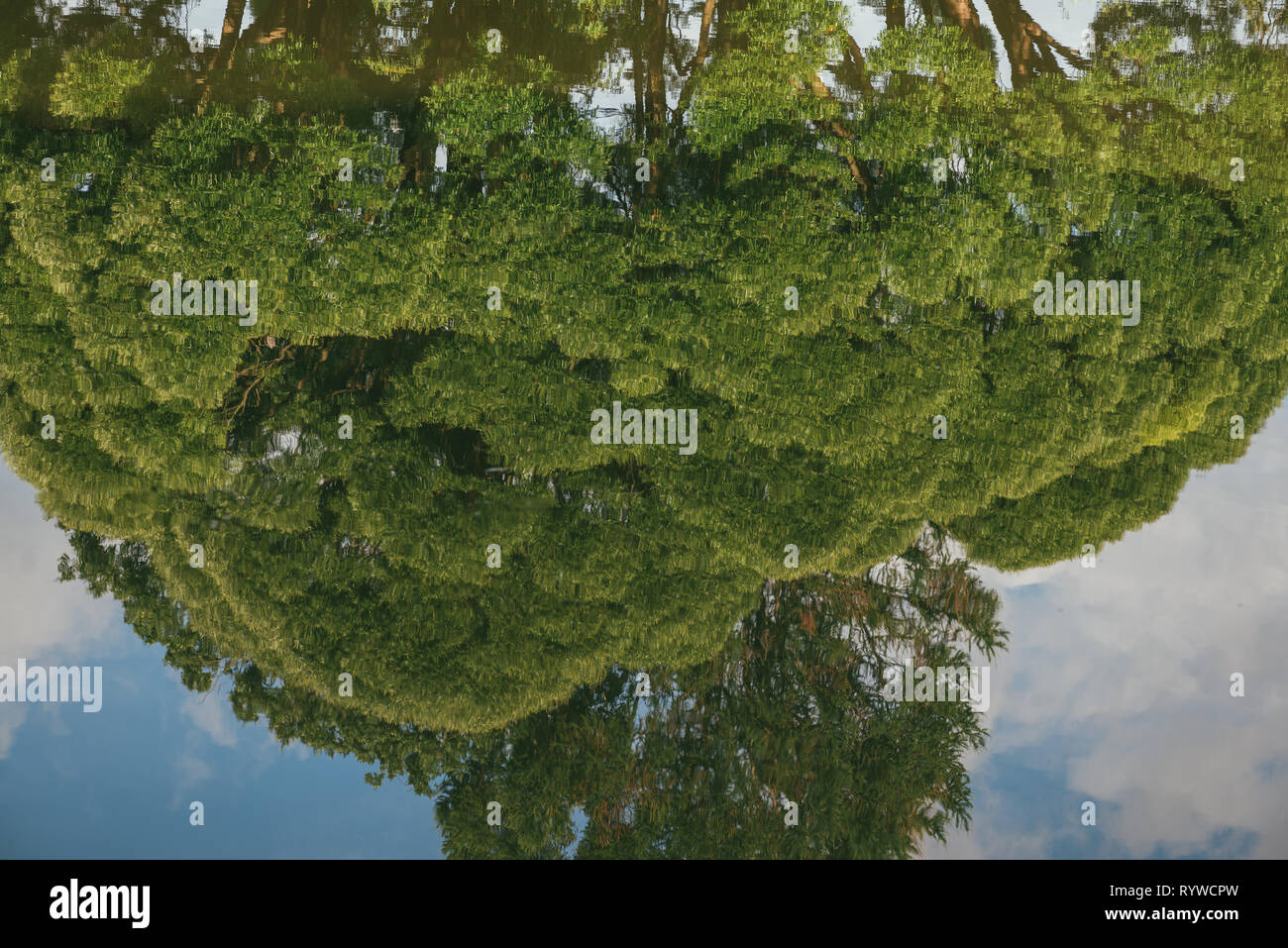 Reflection willow tree in water hi-res stock photography and images - Alamy