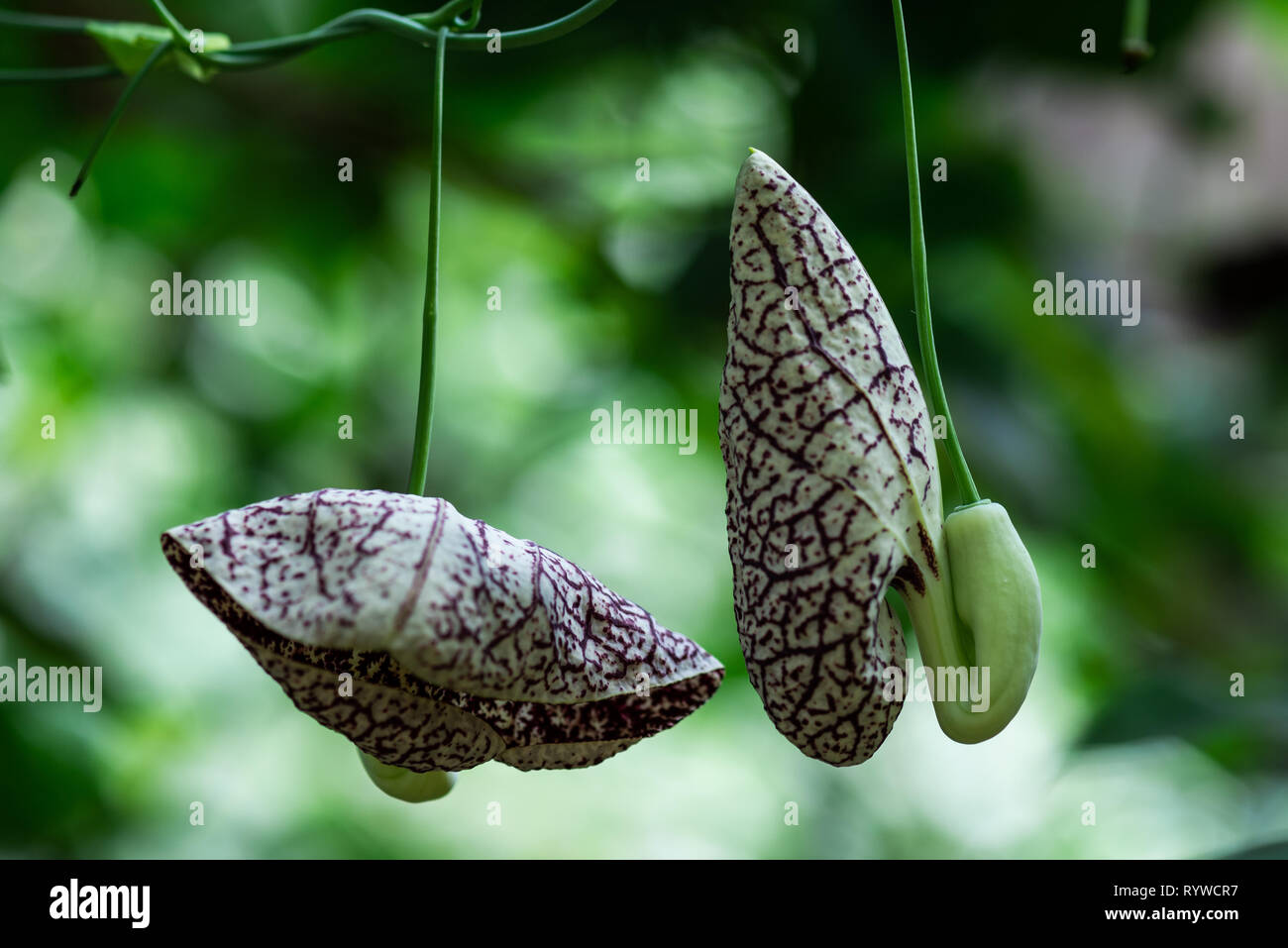 Strange flowers hi-res stock photography and images - Alamy