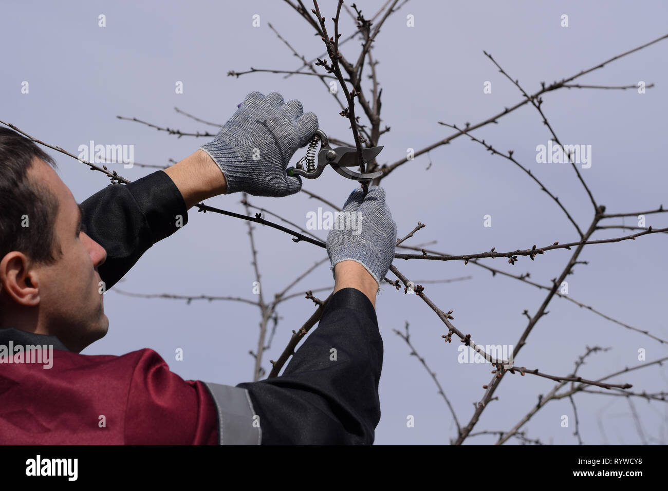 Trimming the tree with a cutter. Spring pruning of fruit trees Stock ...