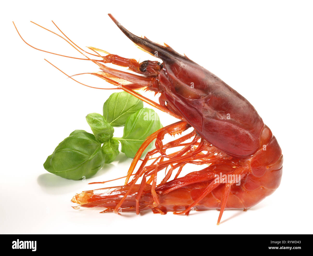 Prawn - Shrimp Carabinero on white Background Stock Photo - Alamy