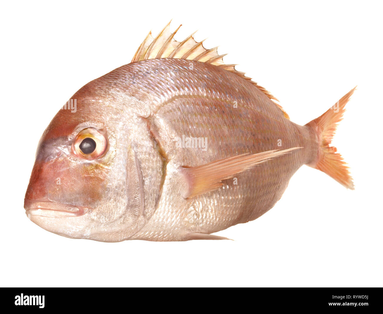 Red seabream hi-res stock photography and images - Alamy