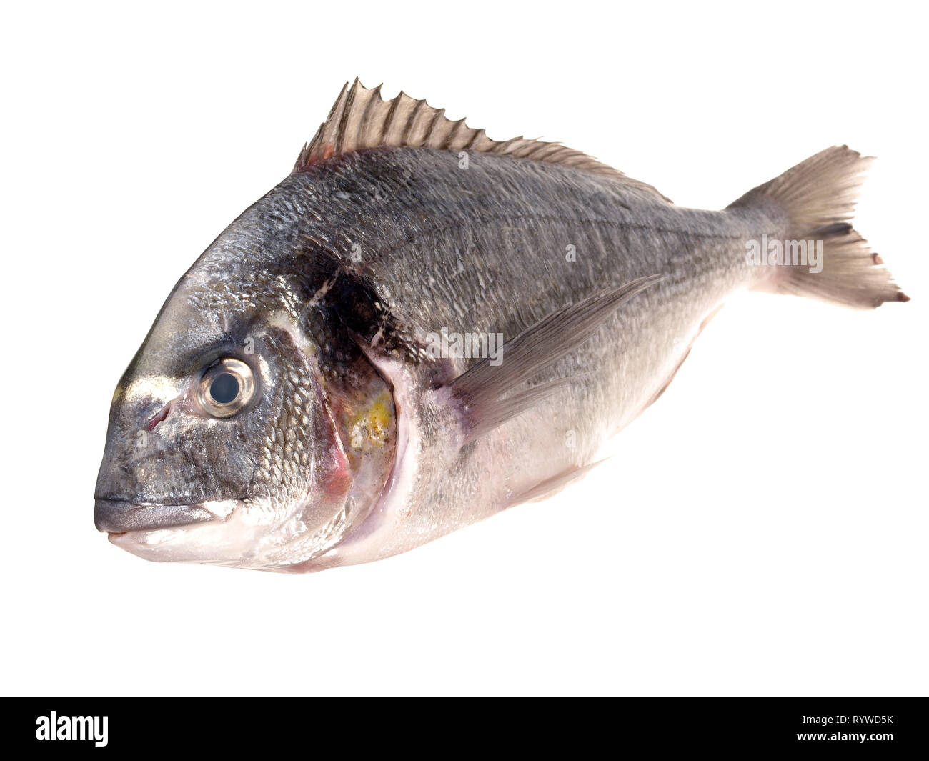 Grey Gilthead Seabream on white Background Stock Photo - Alamy