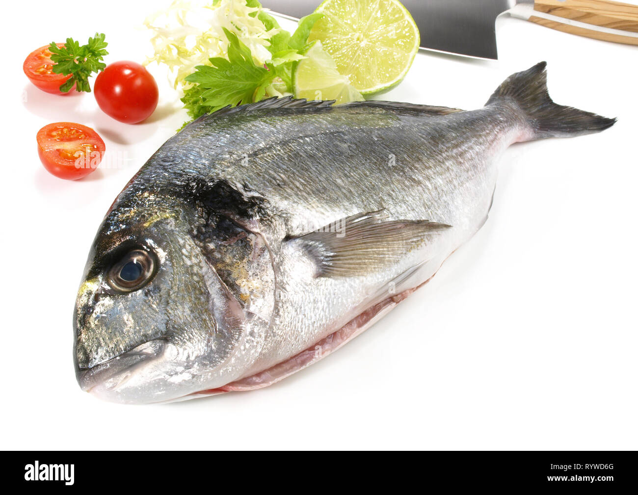 Grey Gilthead Seabream on white Background Stock Photo - Alamy