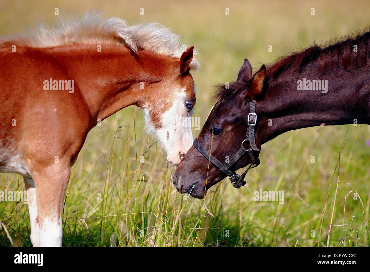 Two foals on a meadow. The horses is grazed. Horses on a pasture Stock ...