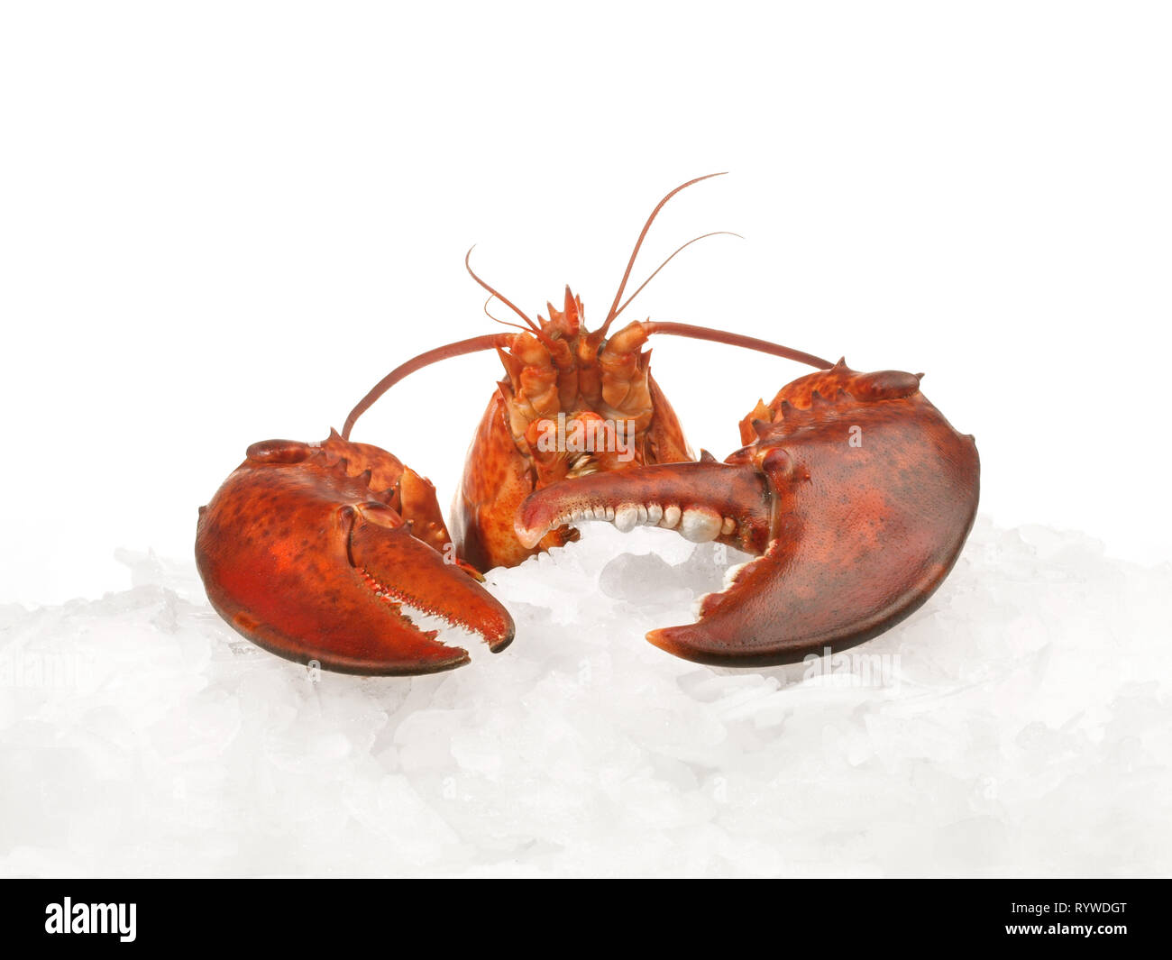 Crustacean - Lobster on white Background Stock Photo - Alamy