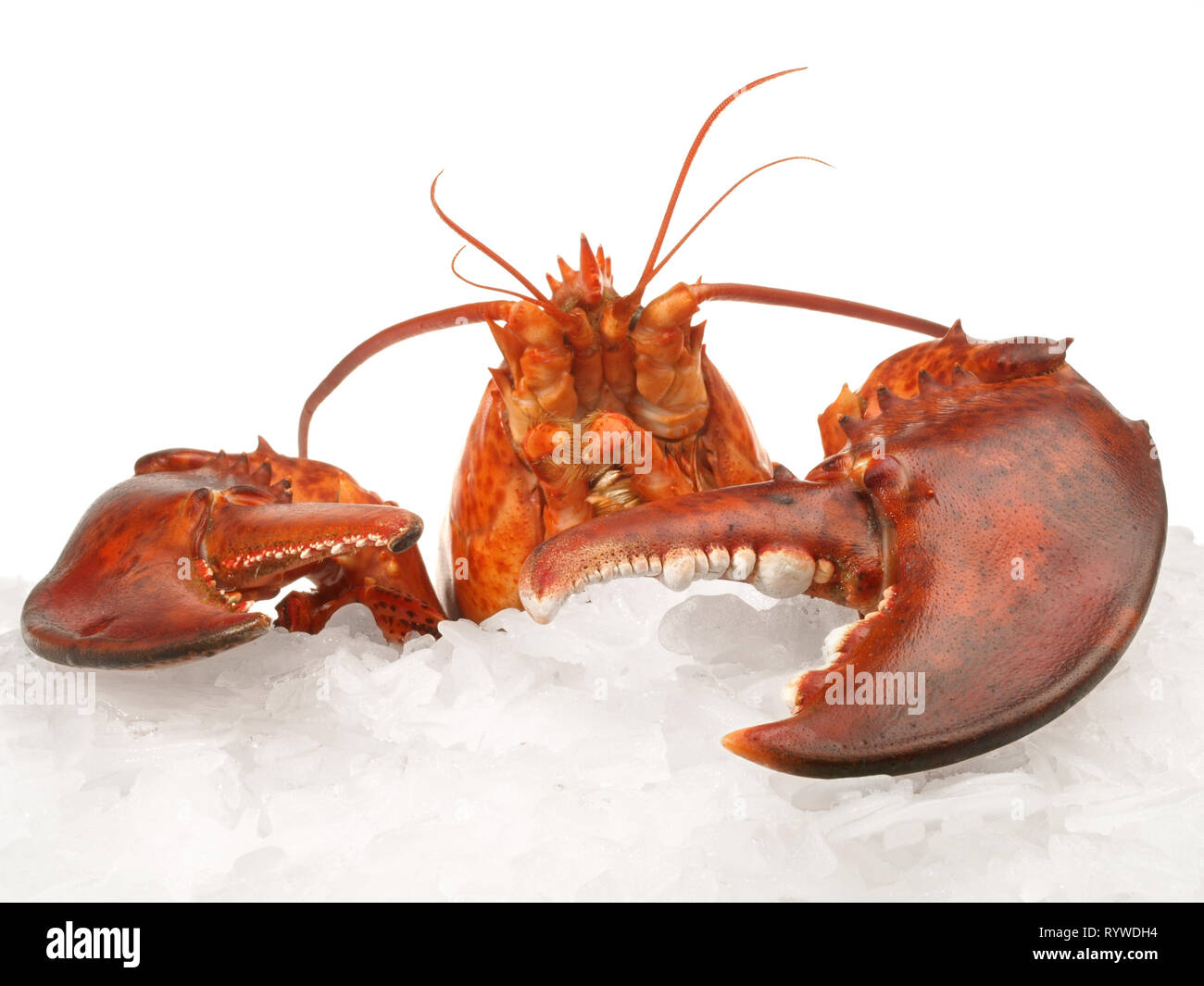 Crustacean - Lobster on white Background Stock Photo - Alamy