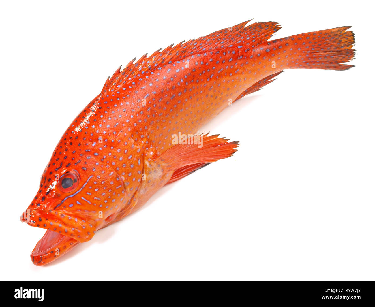 Fish - Strawberry Grouper, Coral Hind on white Background Stock Photo ...
