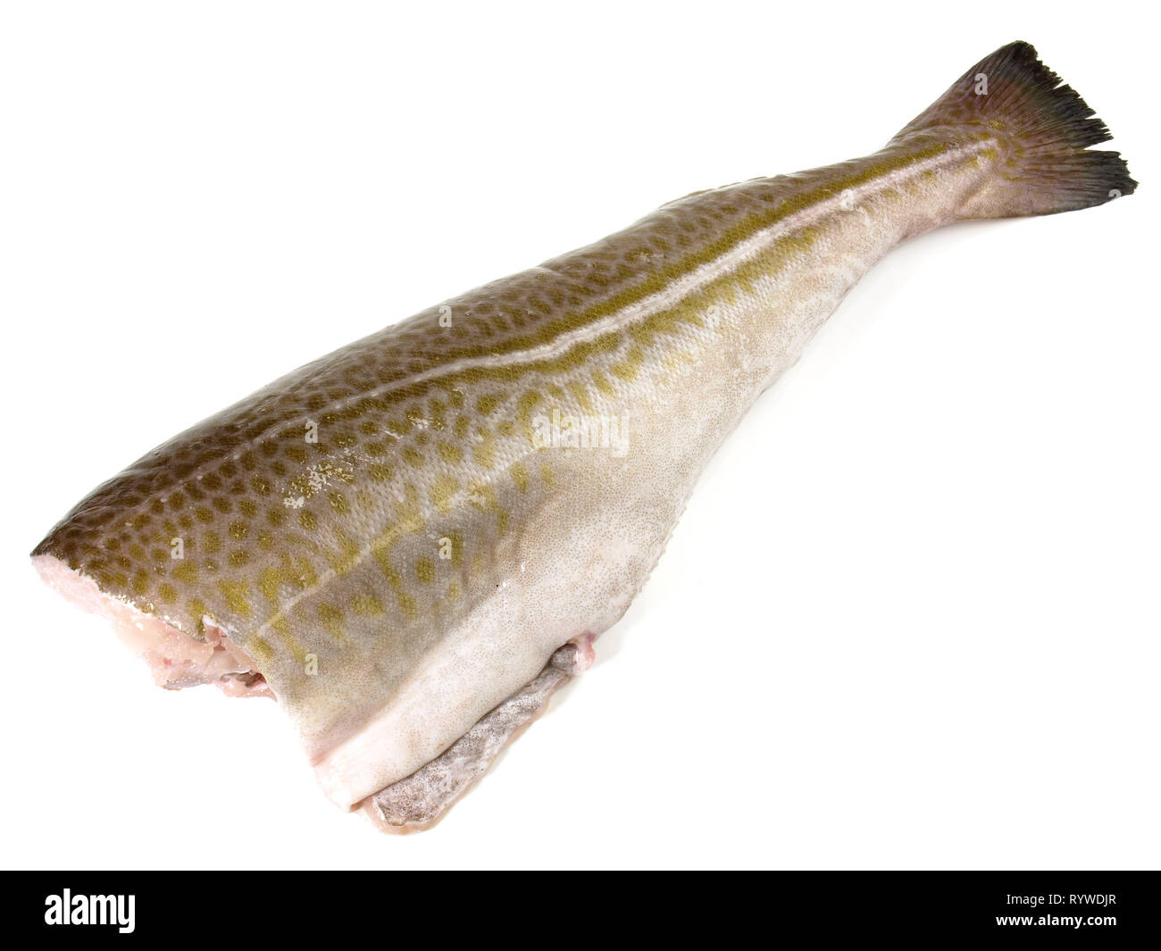 Cod Fish on white Background Stock Photo - Alamy