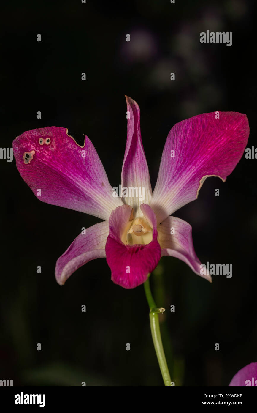 Orchid flower of Dendrobium hybrid,Durgapur village, Assam, India Stock ...