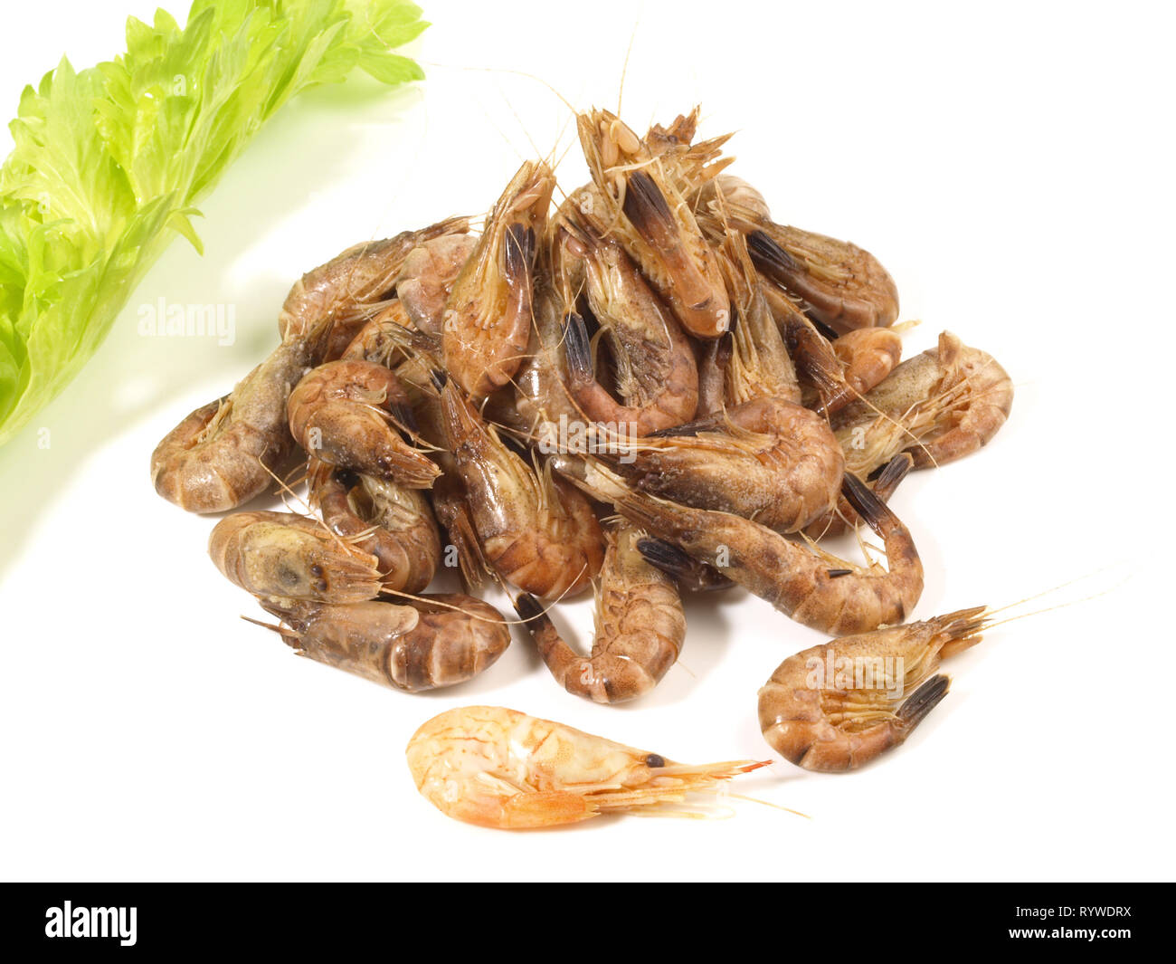 Atlantic white shrimp hi-res stock photography and images - Alamy