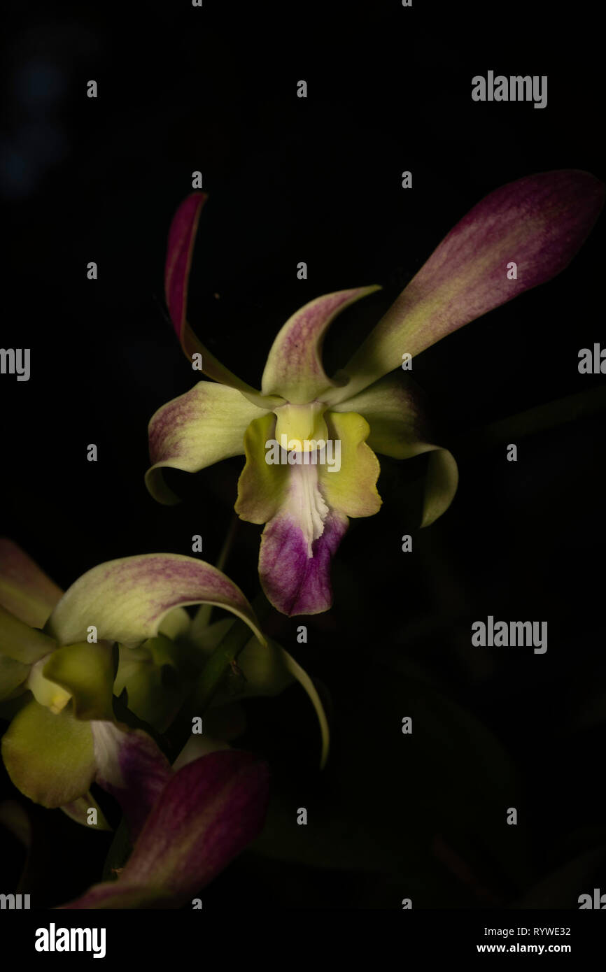 Dendrobium hybrid,Durgapur village, Assam, India Stock Photo - Alamy