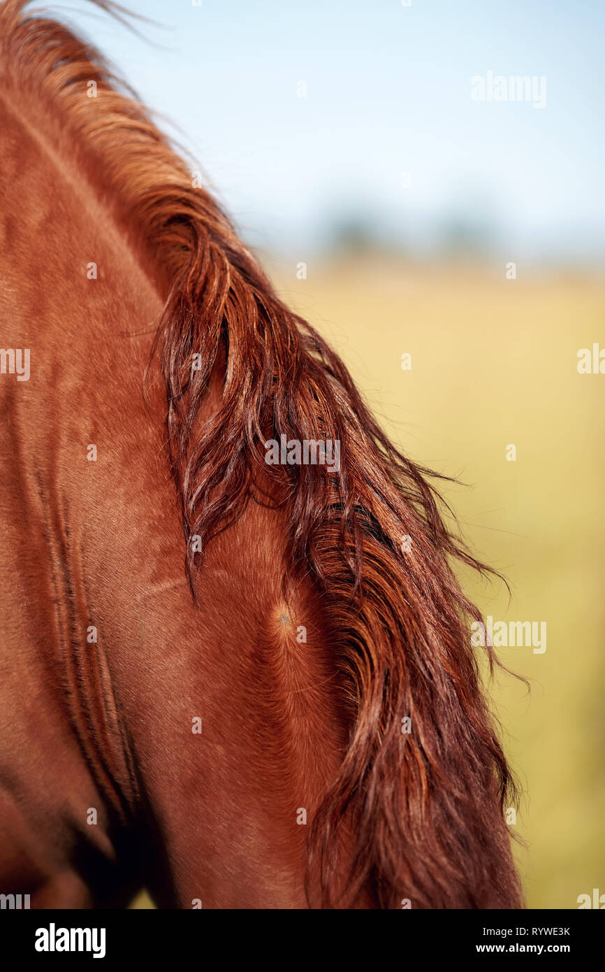 Riding on the neck hi-res stock photography and images - Alamy
