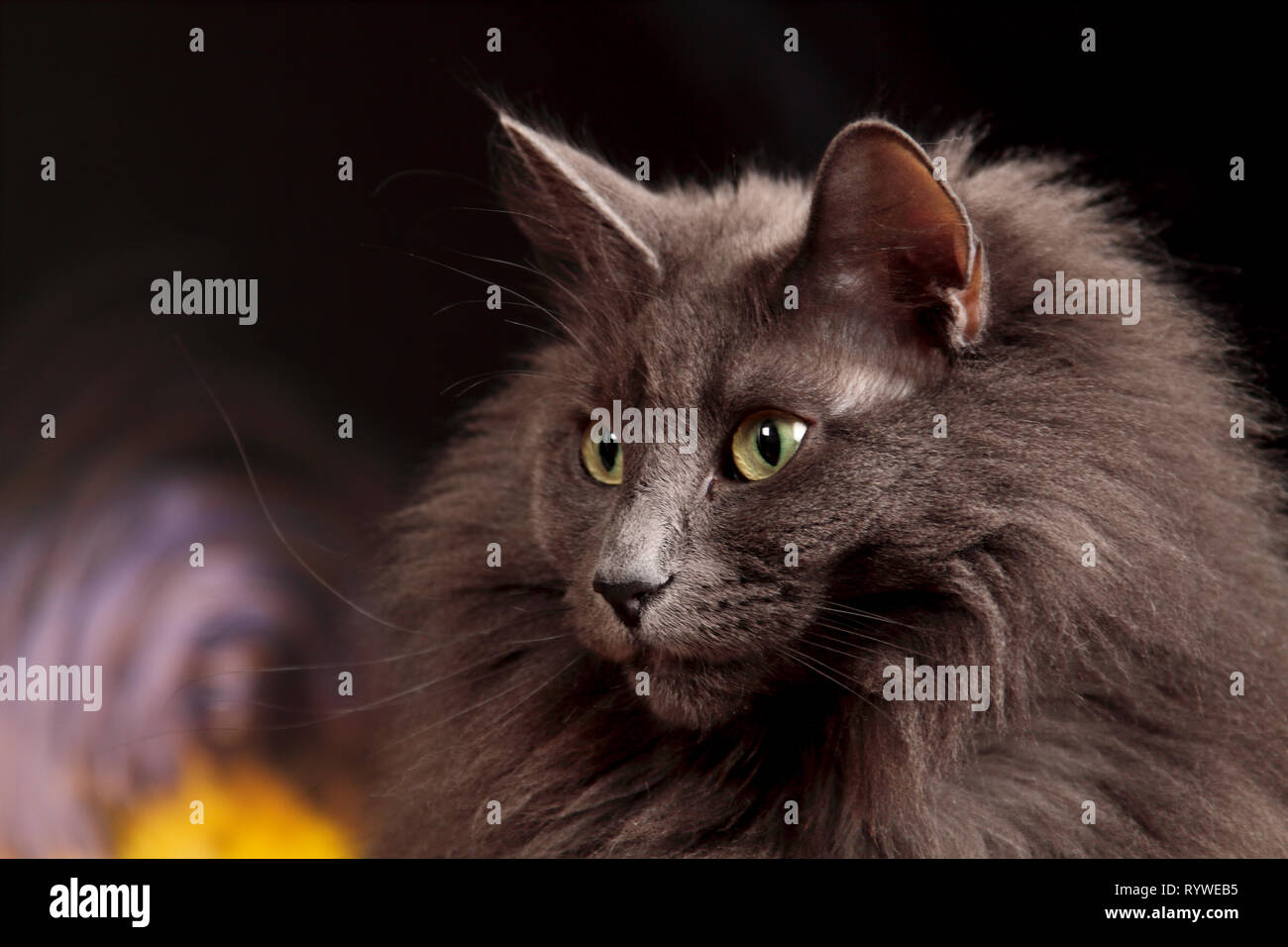 A portrait of a beautiful blue norwegian forest cat Stock Photo - Alamy