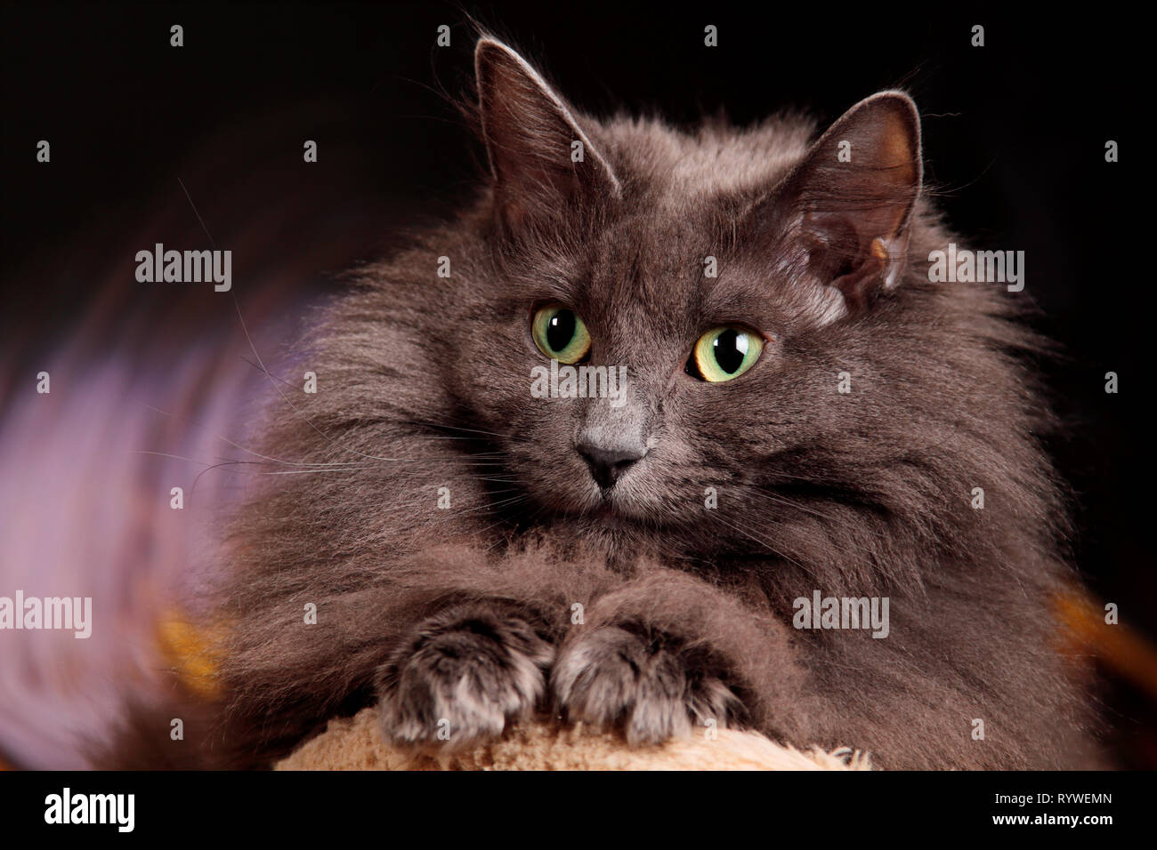 A portrait of a beautiful blue norwegian forest cat Stock Photo - Alamy