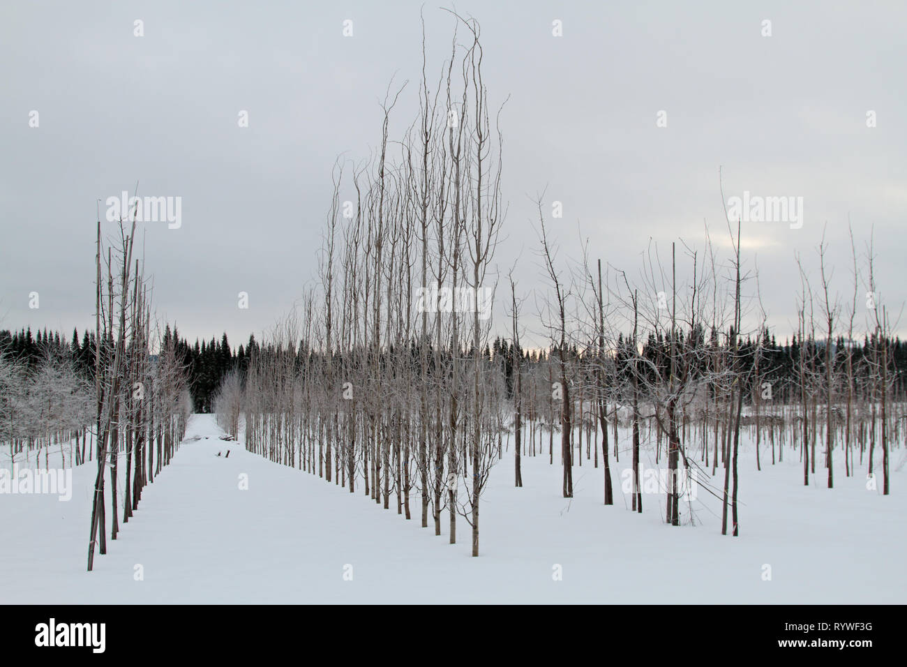 Group of saplings hi-res stock photography and images - Alamy