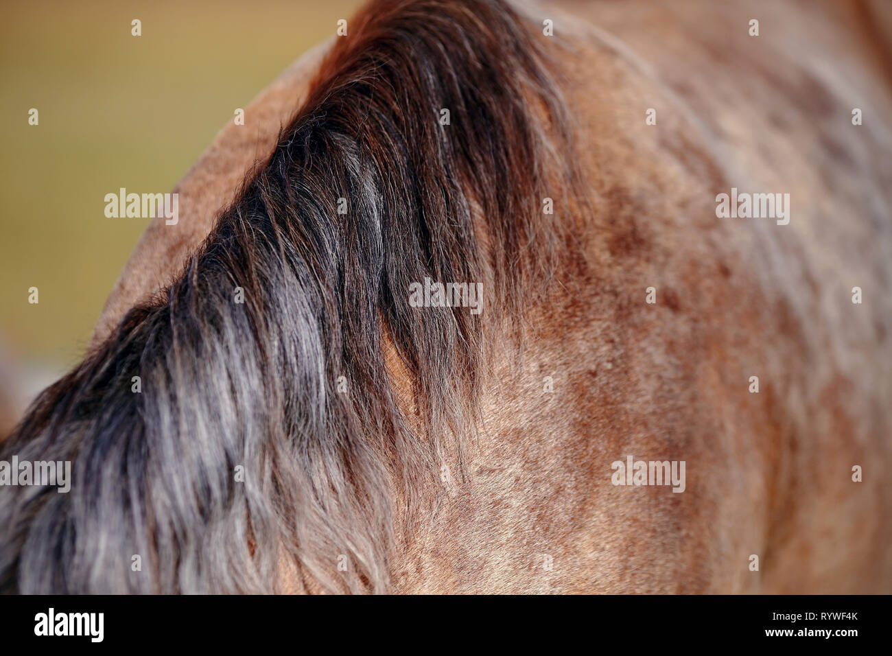 Mane of the horse who is grazed on a pasture Stock Photo - Alamy