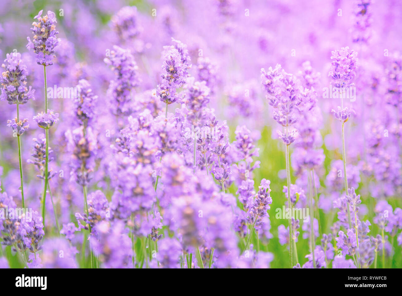 Lavender field background hi-res stock photography and images - Alamy