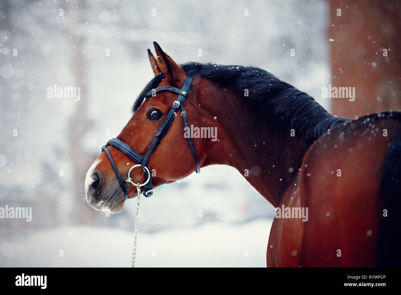 Portrait of a sports stallion. Thoroughbred horse. Beautiful horse ...