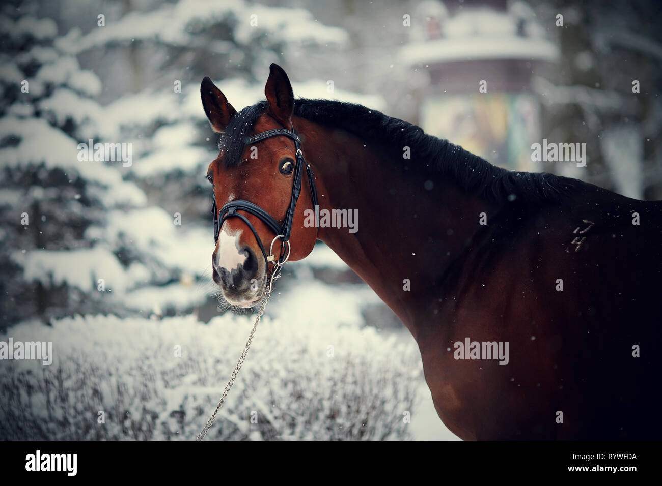 Portrait of a sports stallion. Thoroughbred horse. Beautiful horse ...