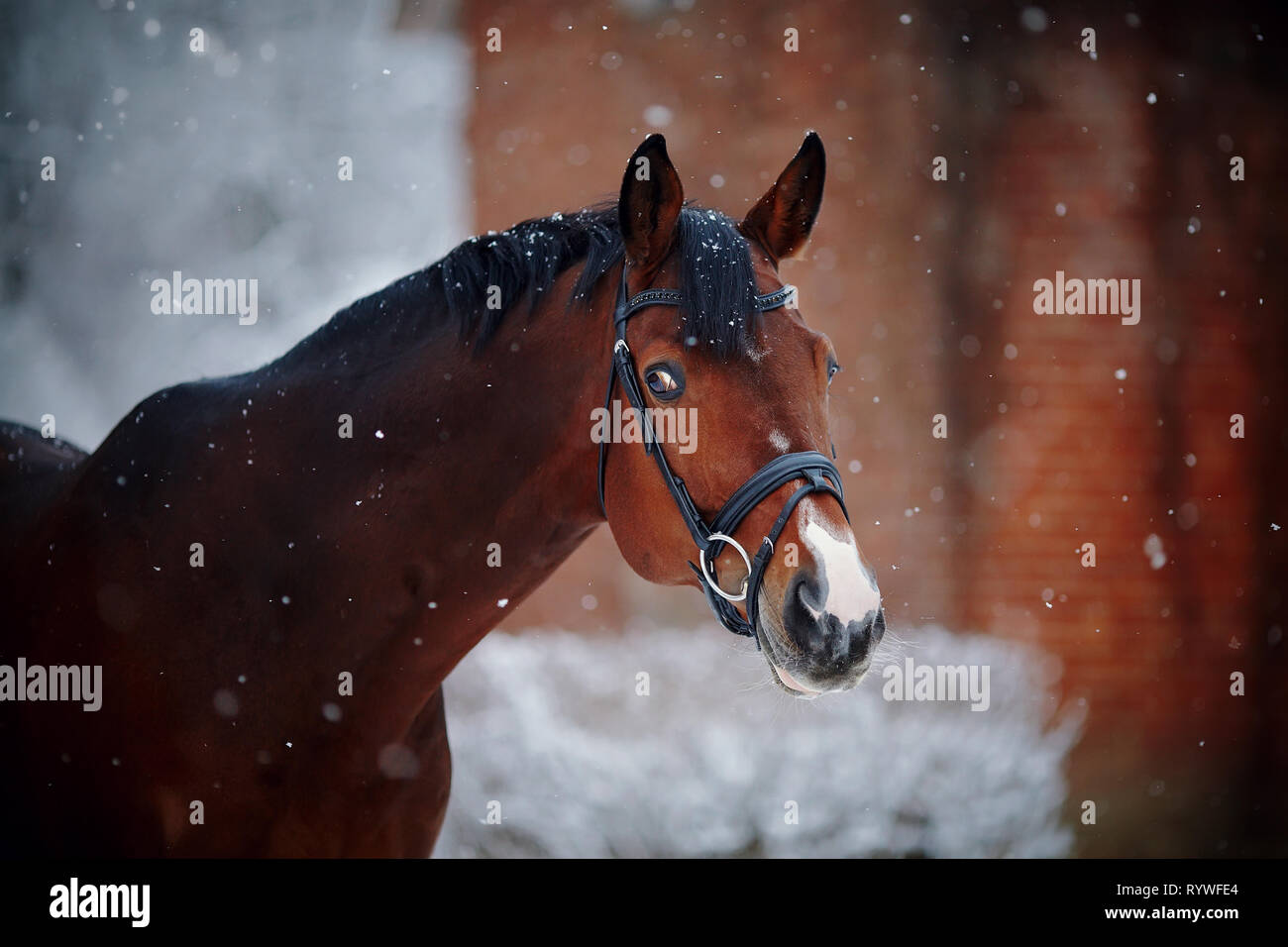 Portrait of a sports stallion. Thoroughbred horse. Beautiful horse ...