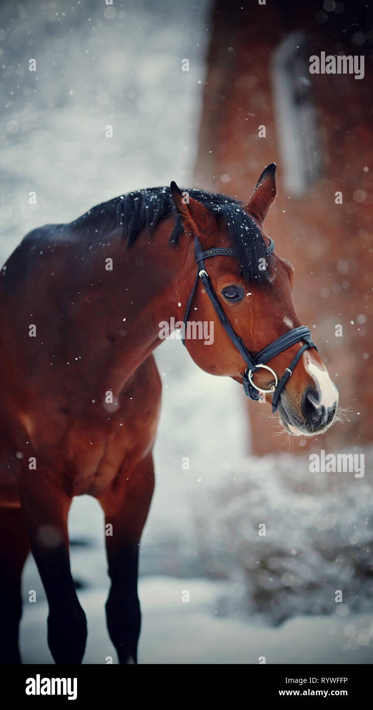 Portrait of a sports stallion. Thoroughbred horse. Beautiful horse ...