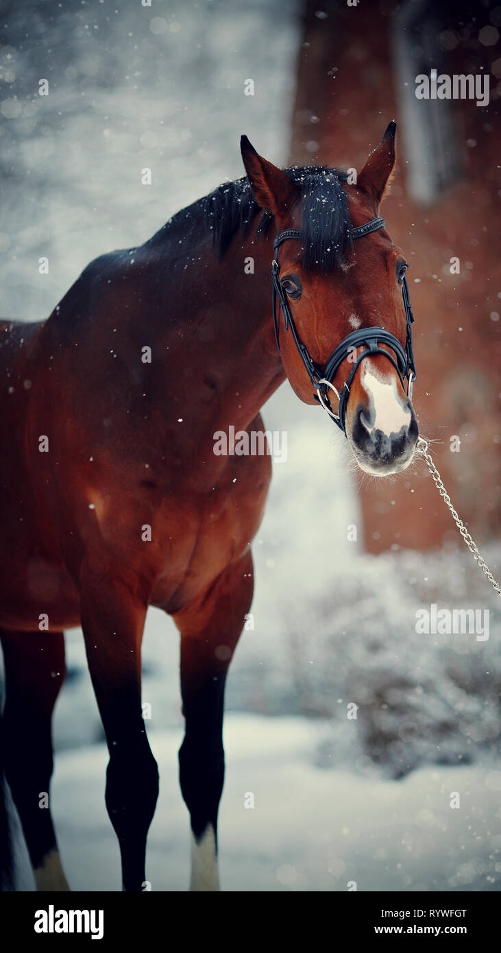 Portrait of a sports stallion. Thoroughbred horse. Beautiful horse ...