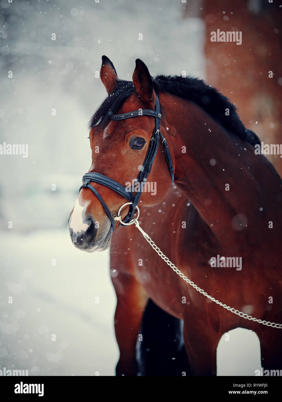 Portrait of a sports stallion. Thoroughbred horse. Beautiful horse ...