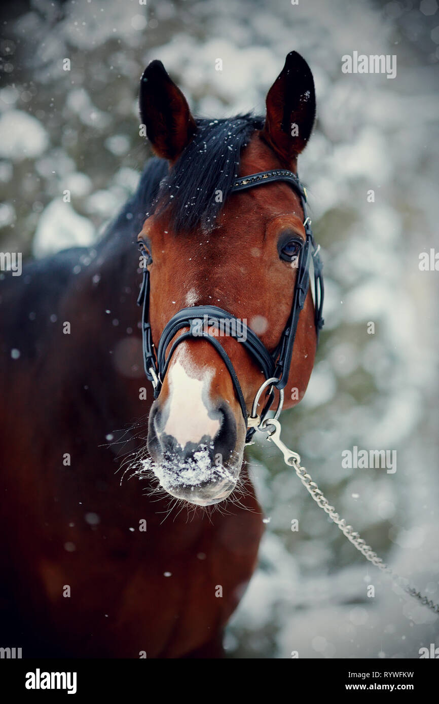 Portrait of a sports stallion. Thoroughbred horse. Beautiful horse ...