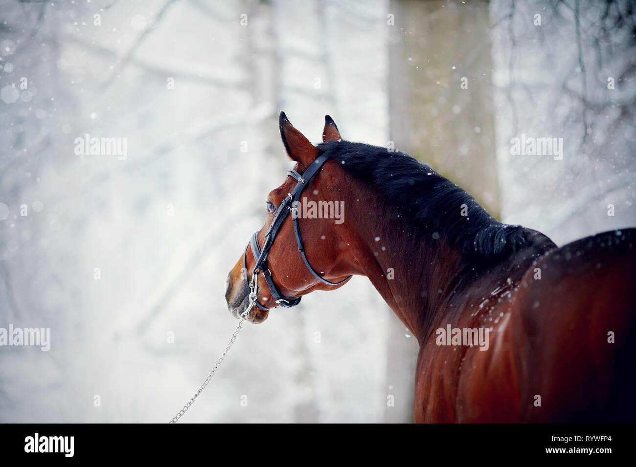 Portrait of a sports stallion. Thoroughbred horse. Beautiful horse ...