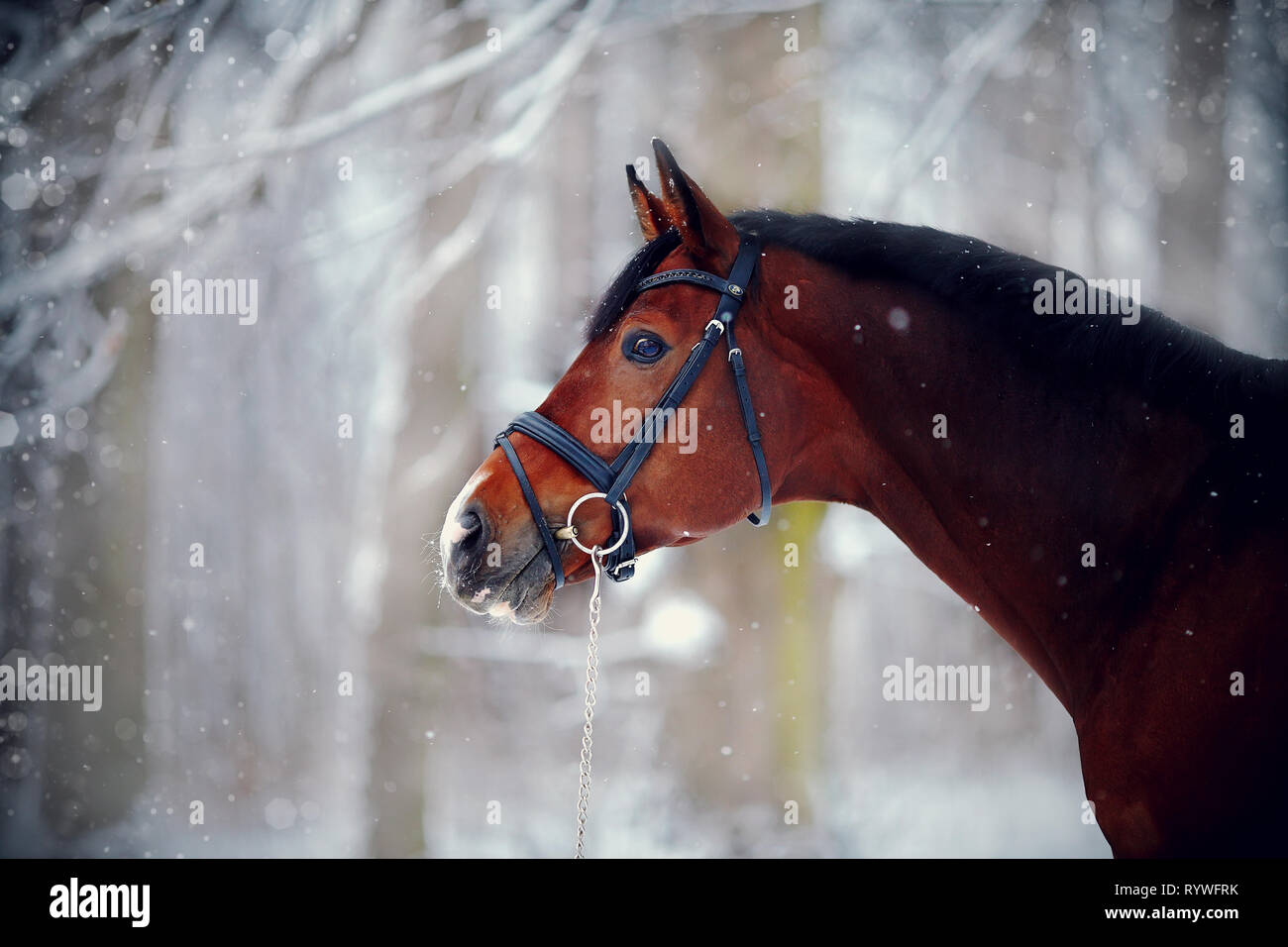 Portrait of a sports stallion. Thoroughbred horse. Beautiful horse ...