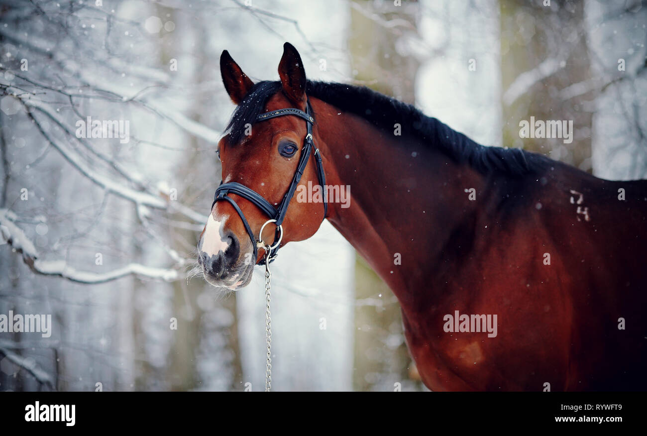 Portrait of a sports stallion. Thoroughbred horse. Beautiful horse ...