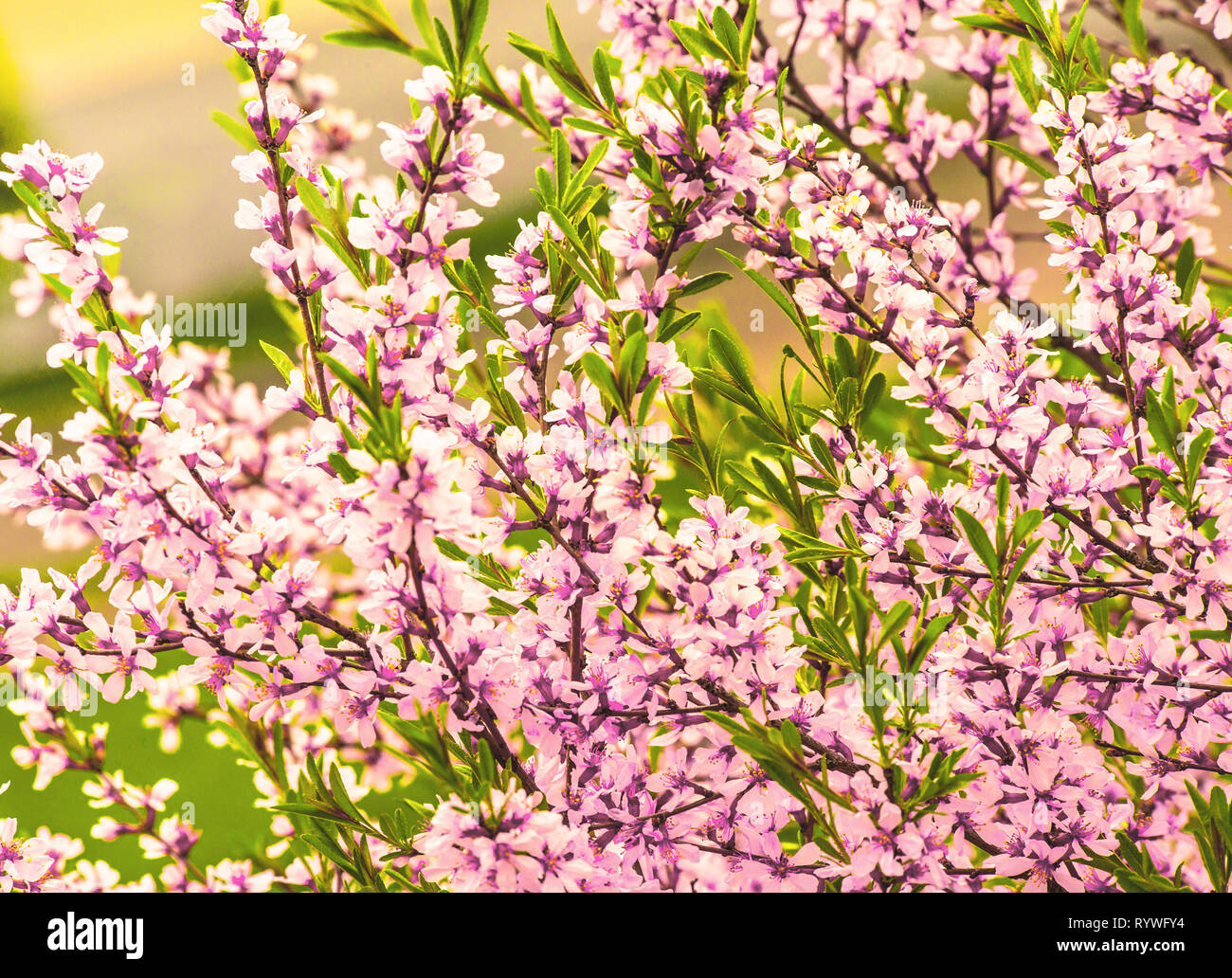 springtime blooming of garden plants Stock Photo - Alamy
