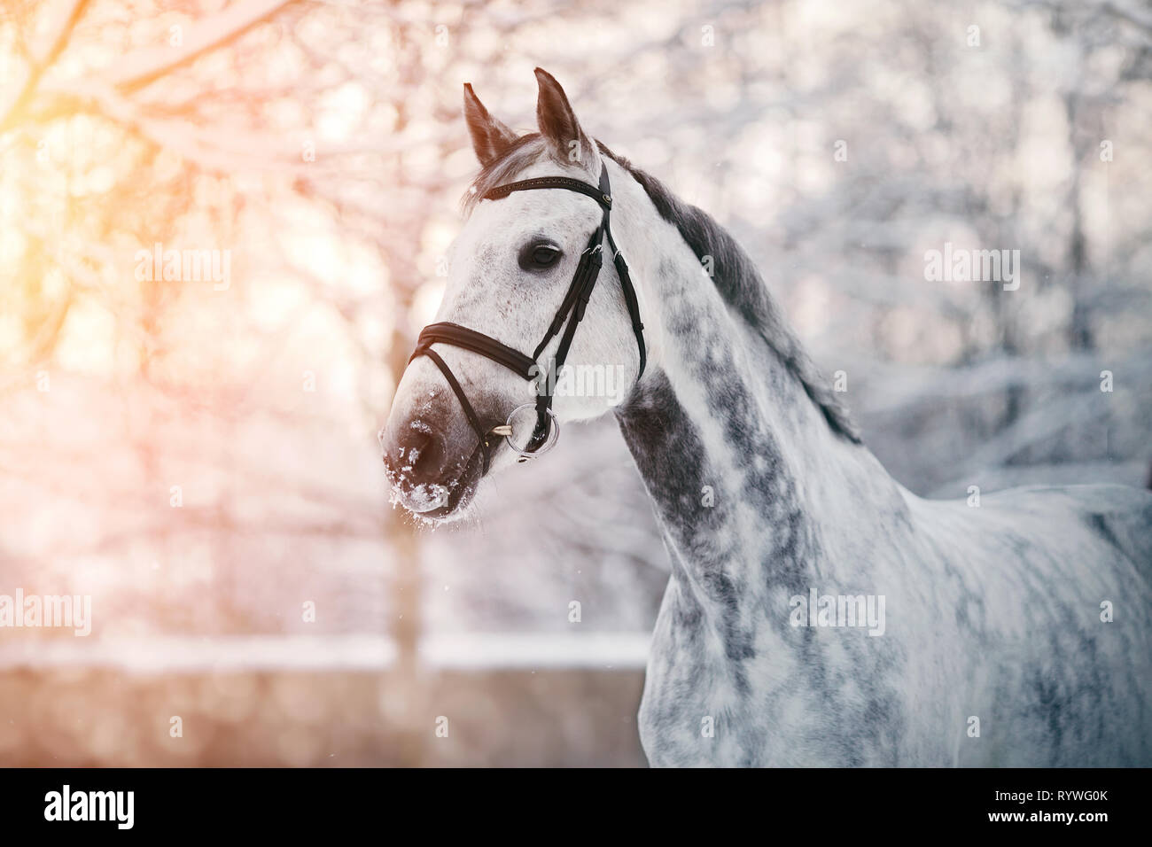 Horse winter harness racing hi-res stock photography and images - Alamy