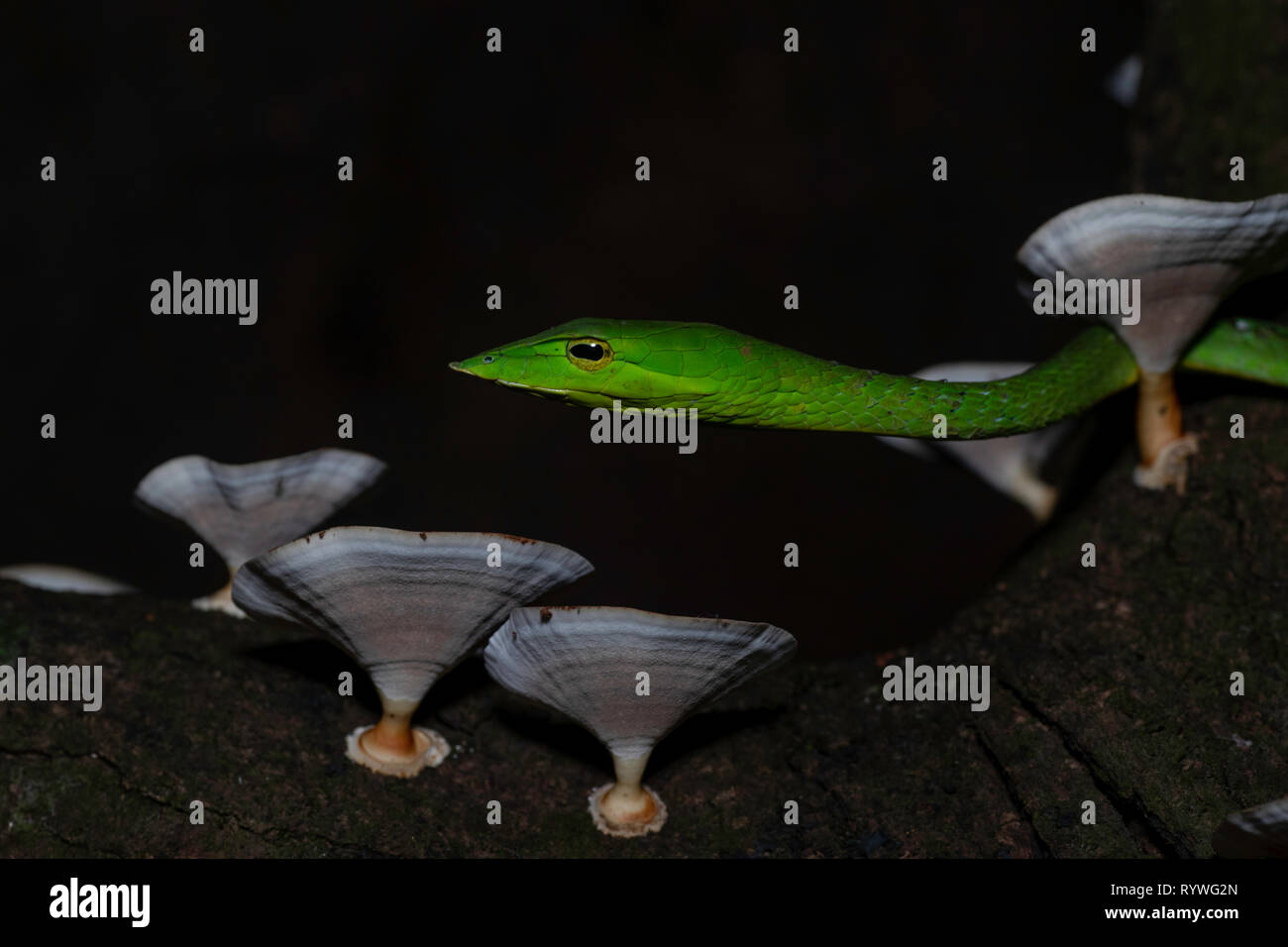 Green vine snake hi-res stock photography and images - Alamy