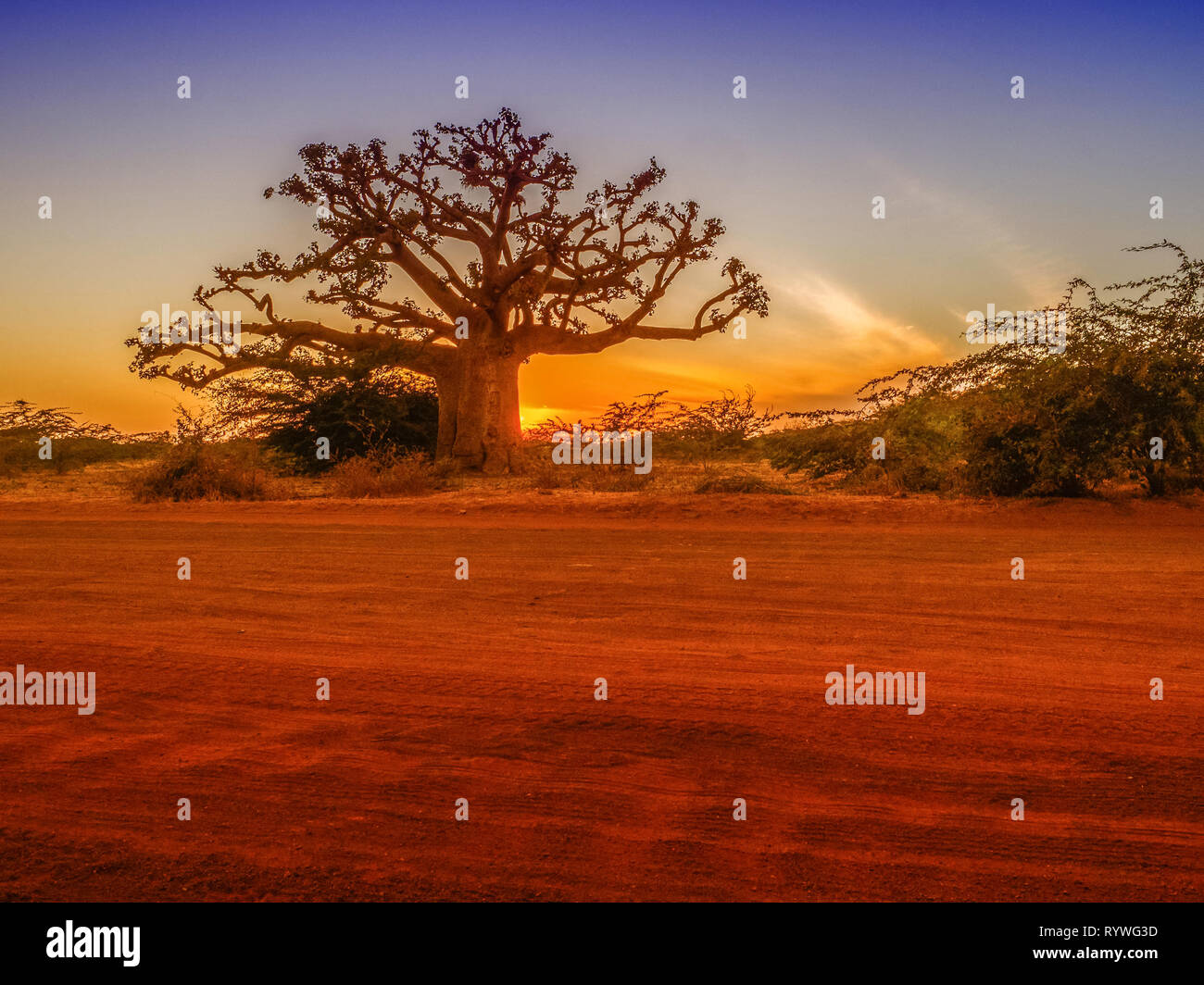 Silhouette of baobab tree at sunset with the yellow background. Tree of ...