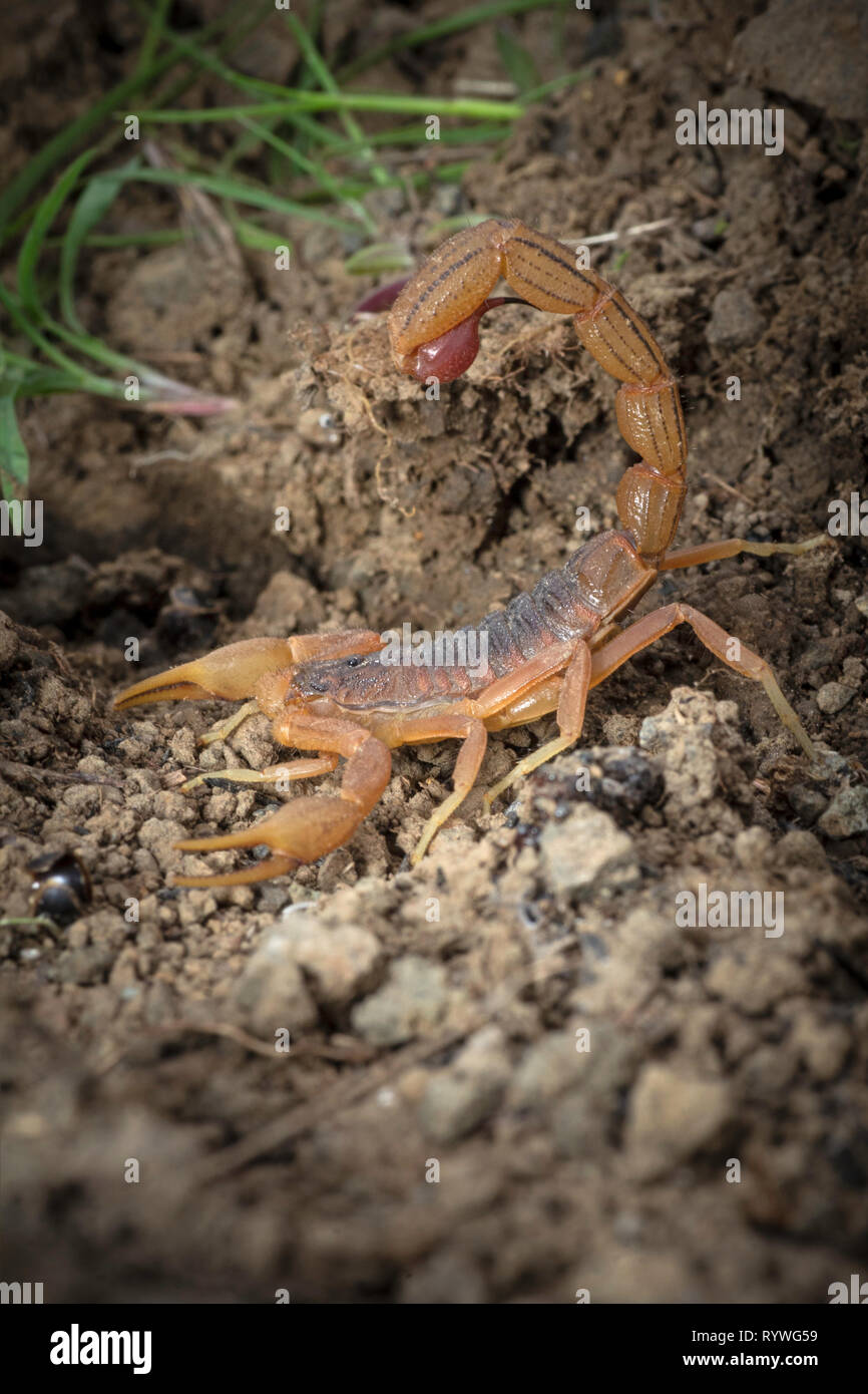 Indian Red Tail Scorpion Scorpion, Hotenttota tamulus, Saswad, Pune ...