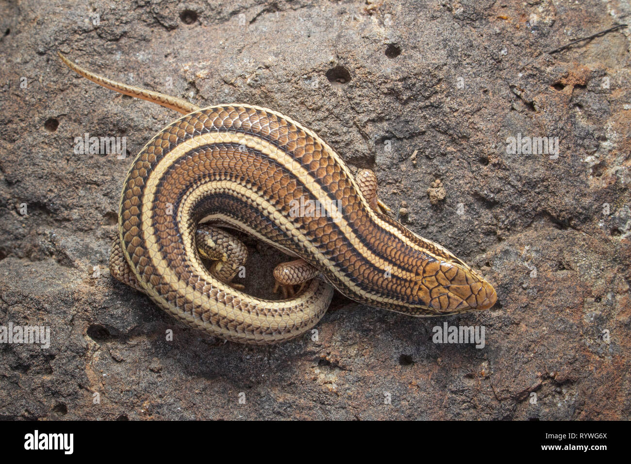 Top full body view of Indian Three Banded Skink, Eutropis trivittata ...