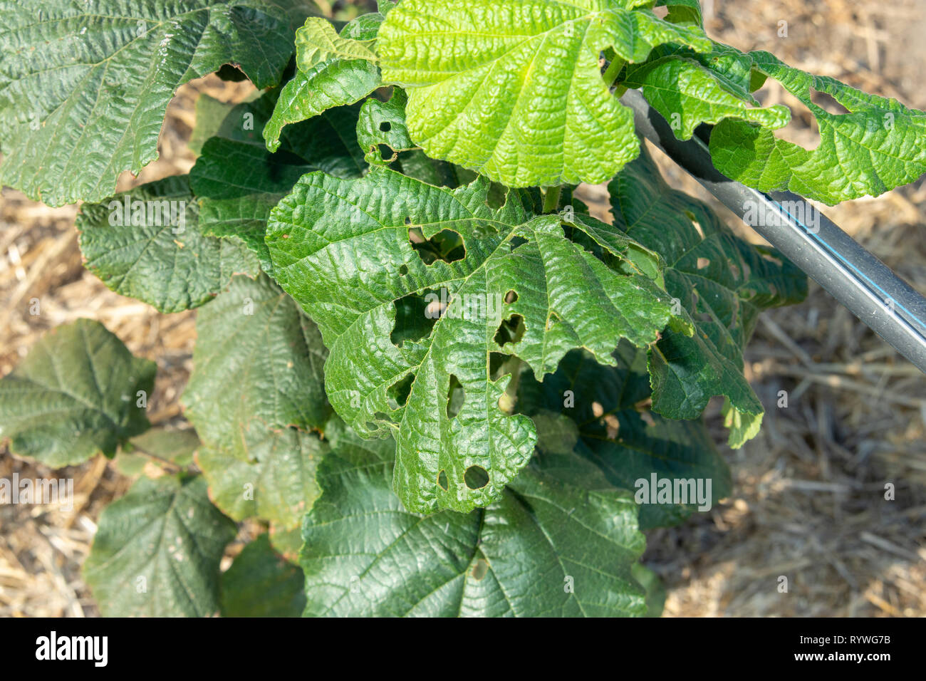 Diseases and pests of nuts and leaves of hazelnut bushes close-up ...