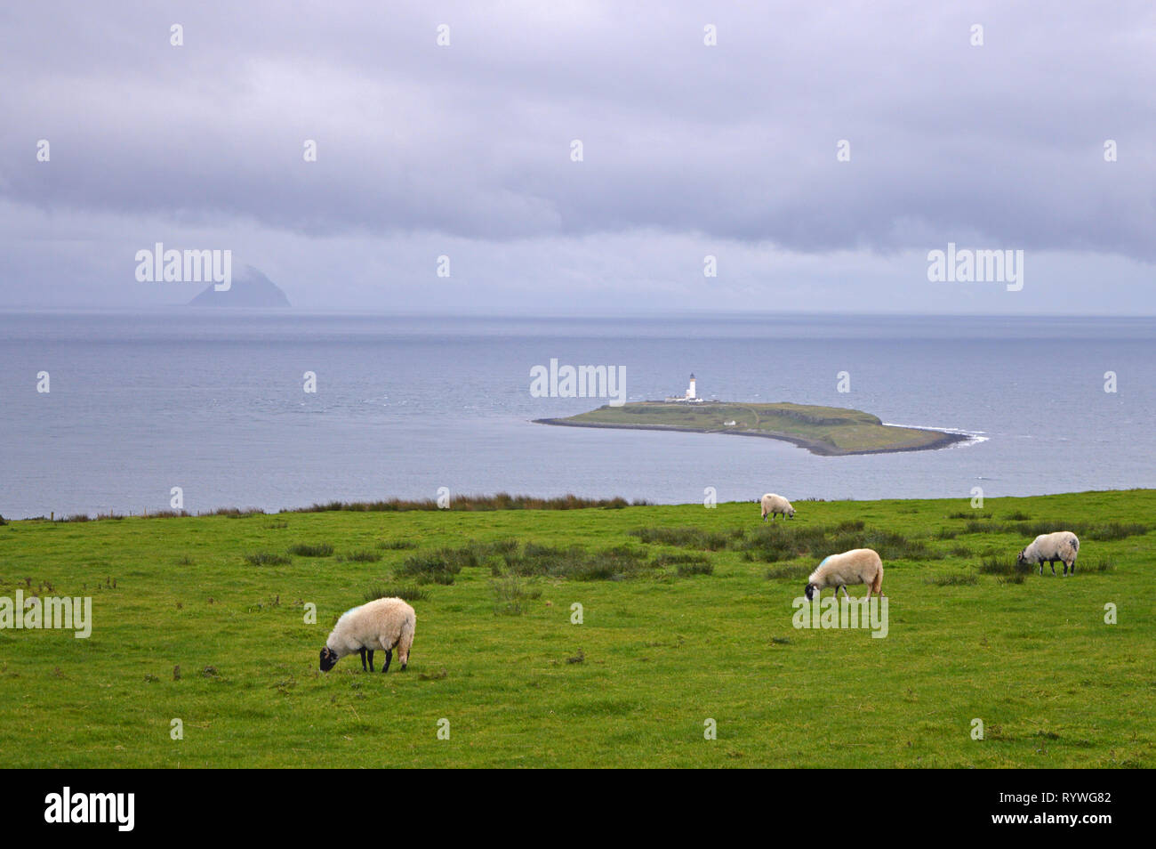 Pladda lighthouse and sheep viewed from Kildonan on the southern tip Of ...