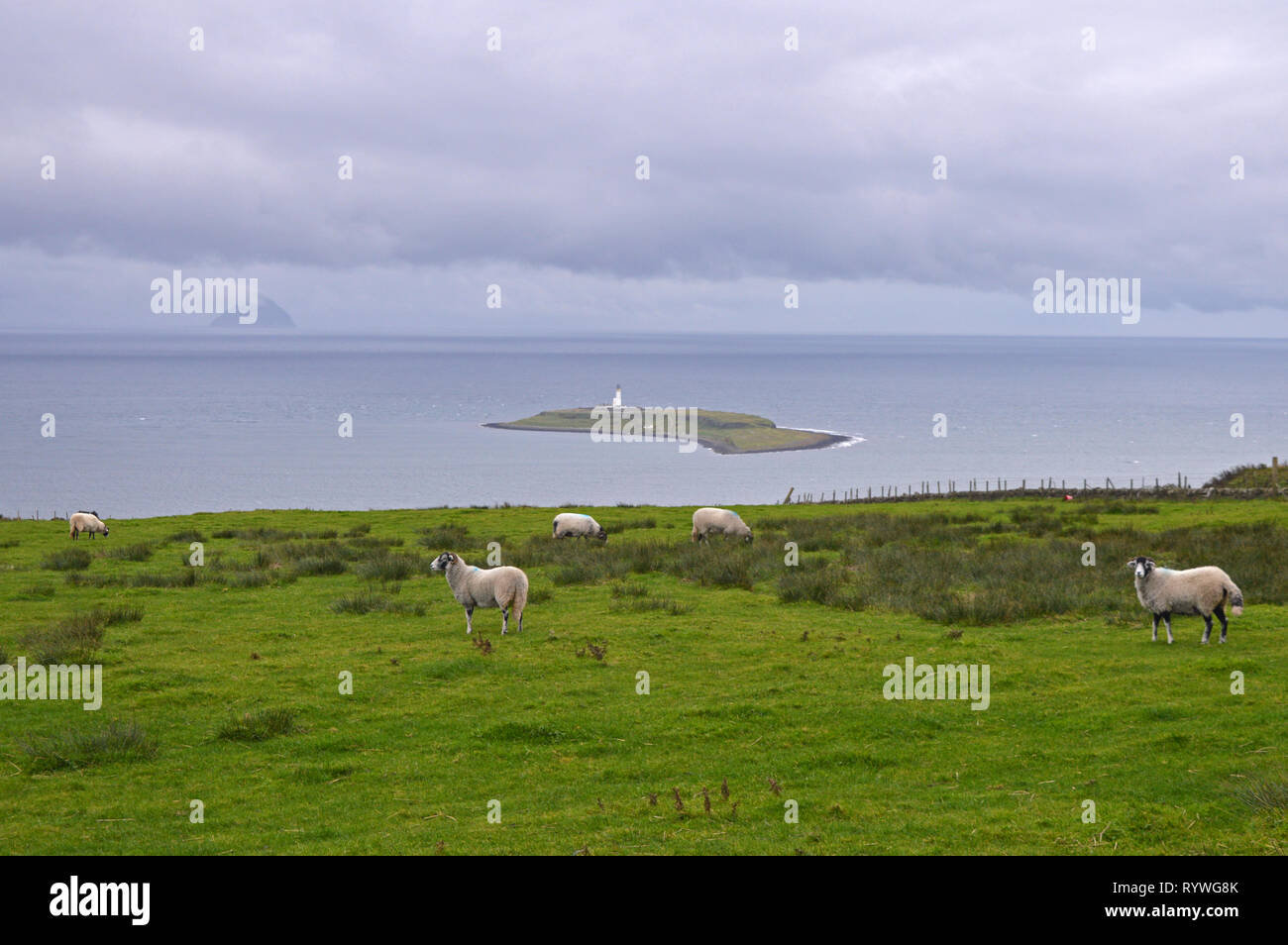 Pladda lighthouse and sheep viewed from Kildonan on the southern tip Of ...