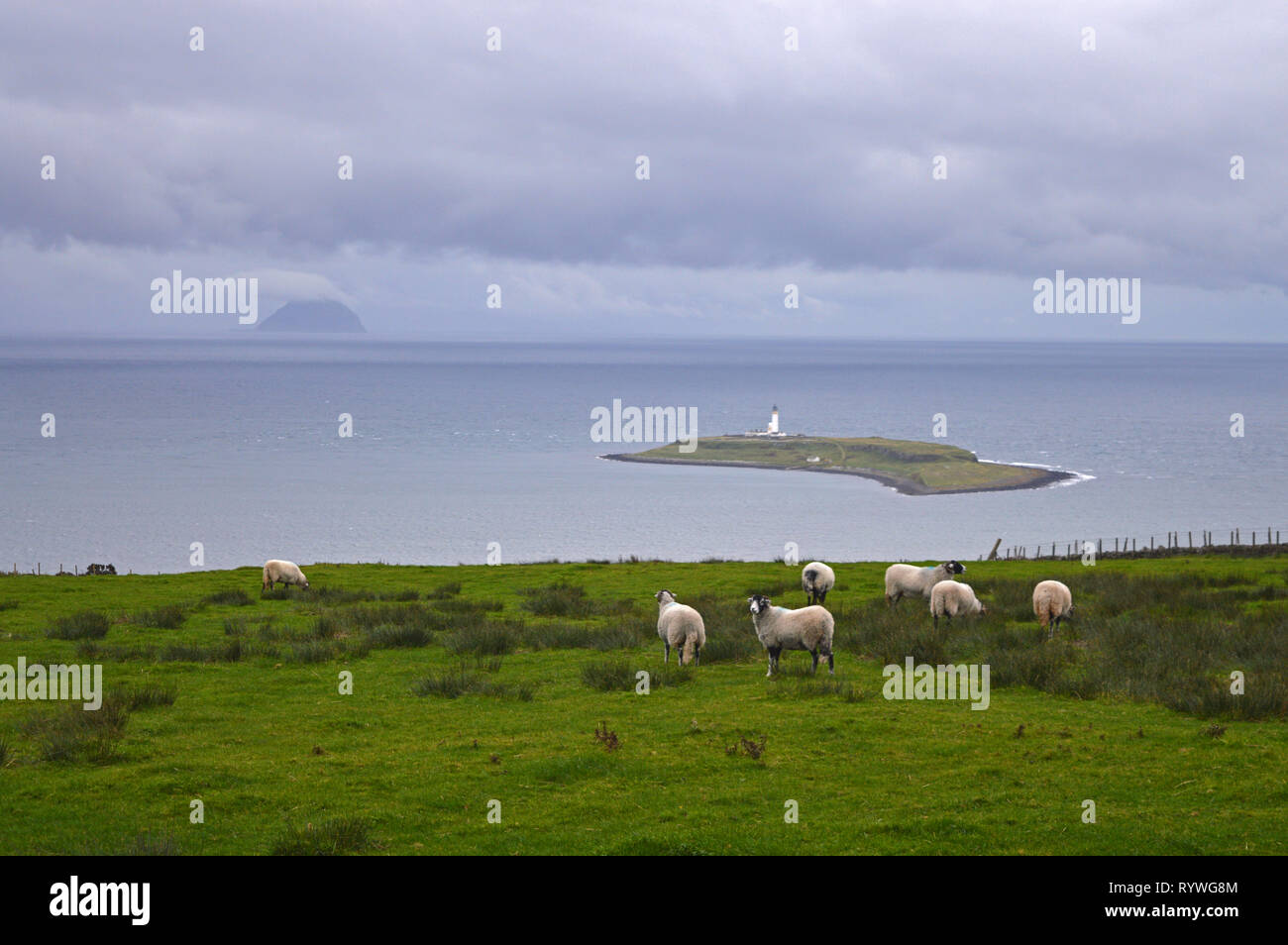 Pladda lighthouse and sheep viewed from Kildonan on the southern tip Of ...
