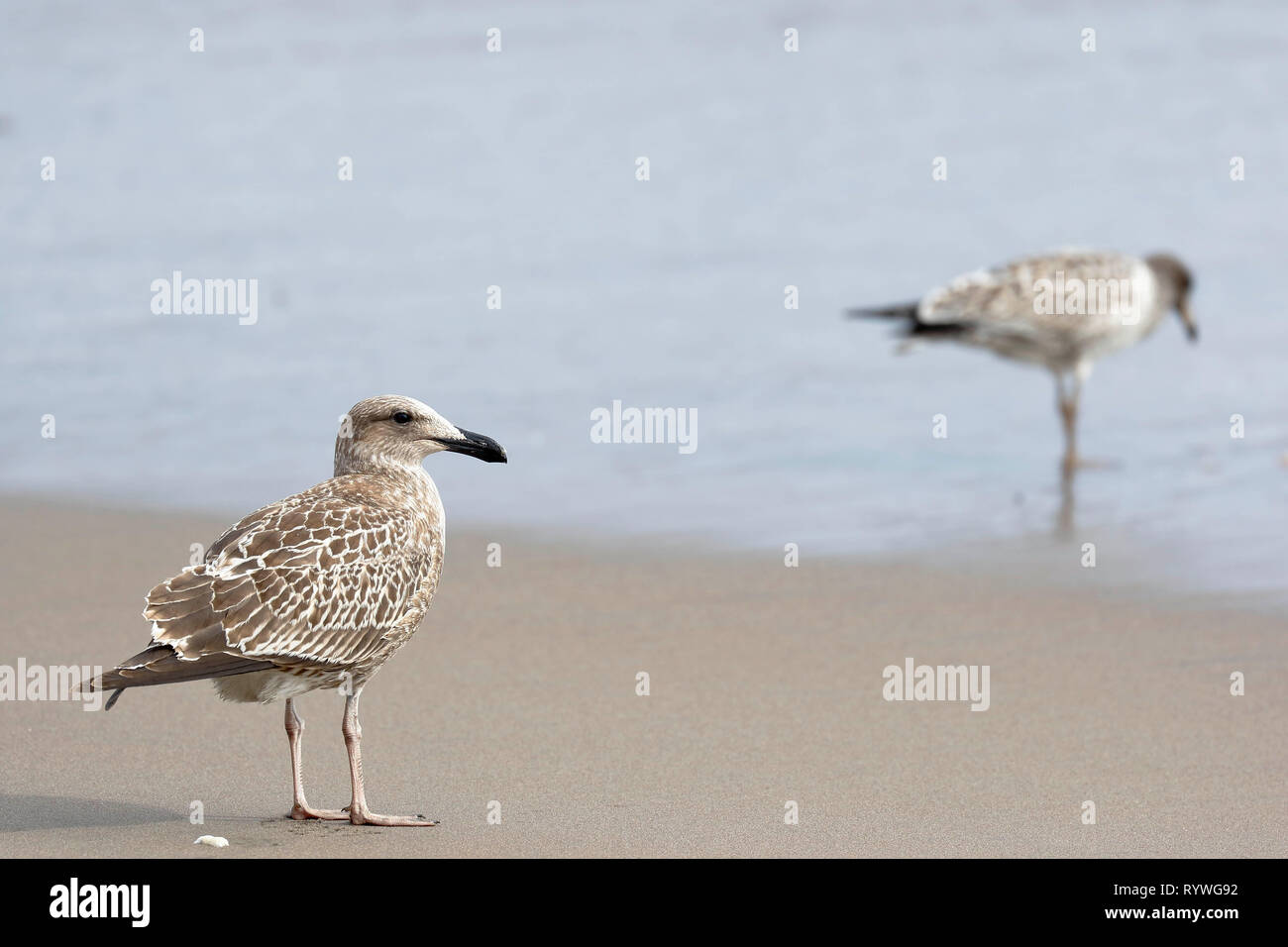 Juvenile kelp gull hi-res stock photography and images - Alamy