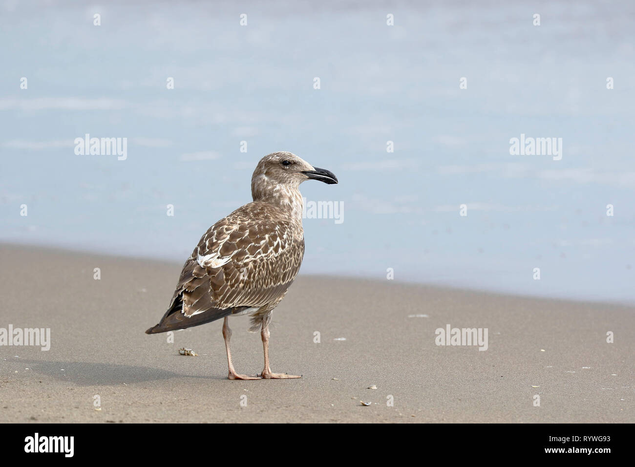 Juvenile kelp gull hi-res stock photography and images - Alamy