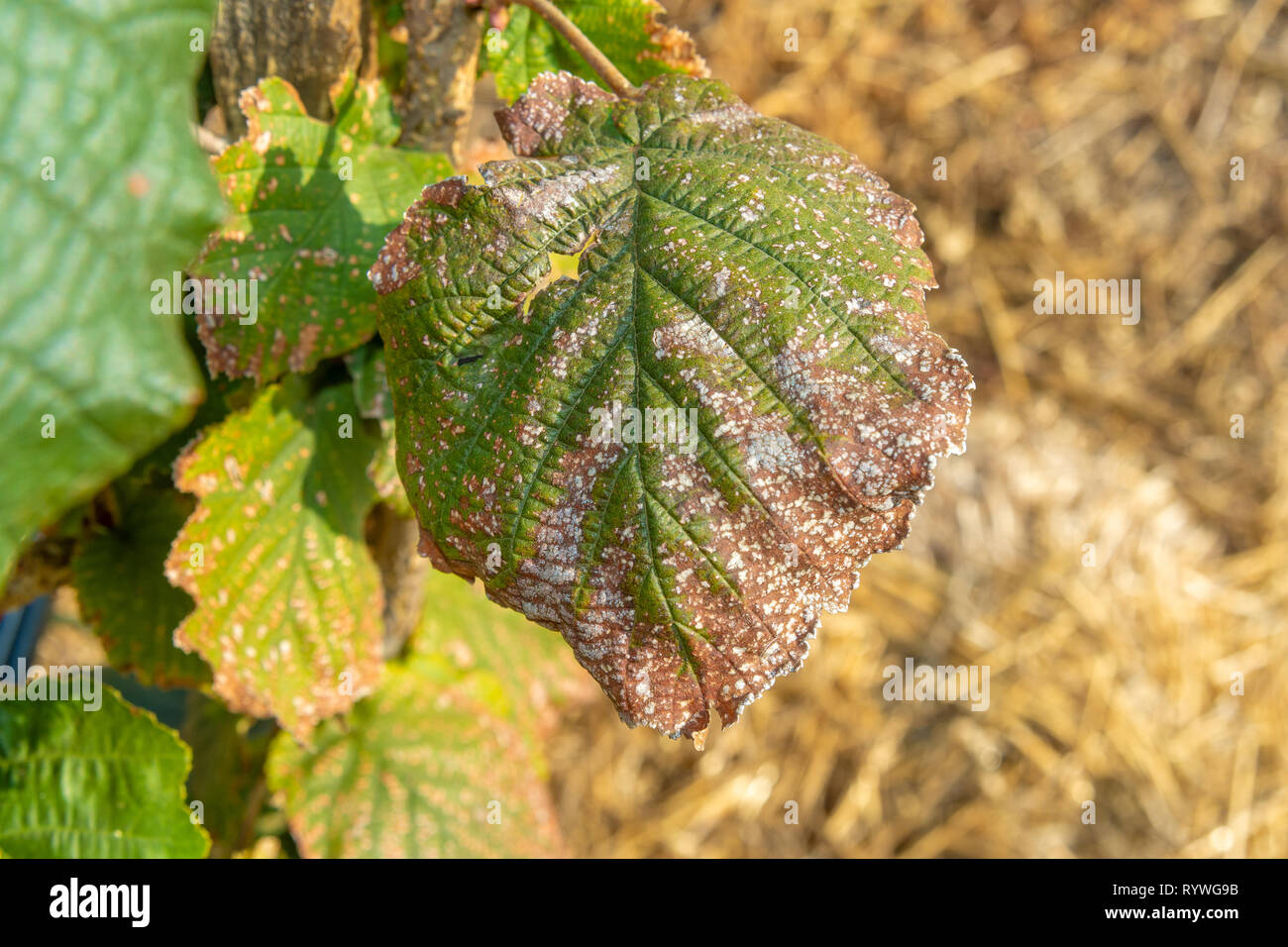 Damaged nut garden diseases. Closeup of hazelnut leaves with ...